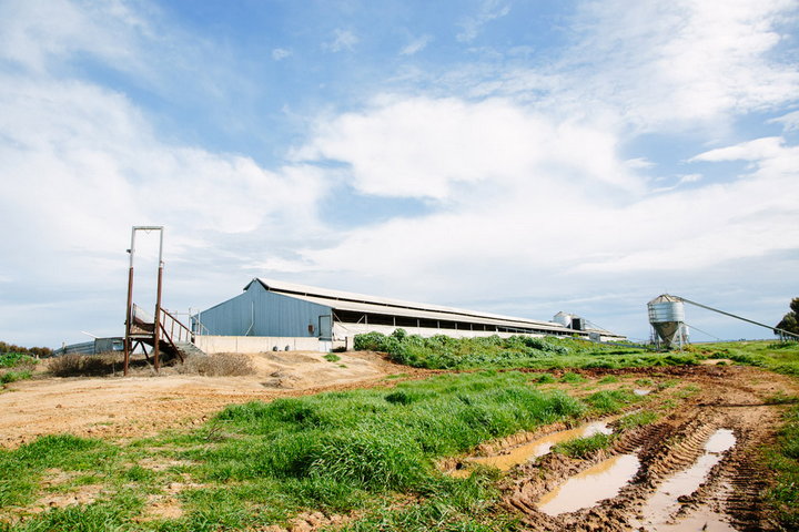 Biosecurity | Australian Pork